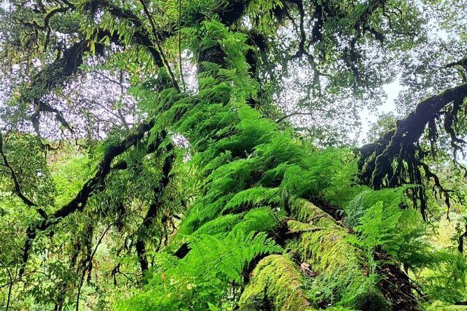 Private Tour to Chiang Mai Rice Terraces and National Park - FAQ