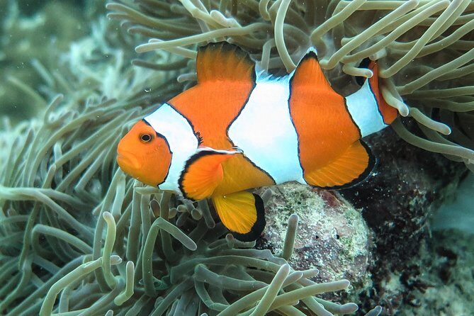 Private Tour to Hong Islands & 4 Islands with Sunset & Night Snorkel - Who Will Love This Tour?