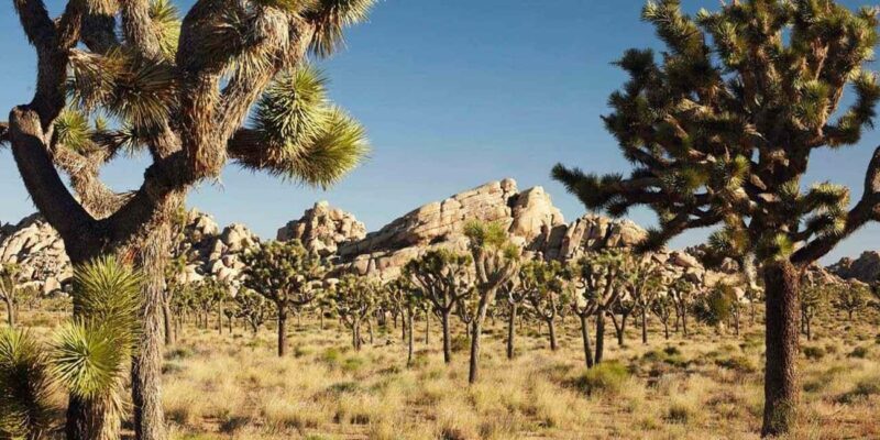 Private tour to Joshua Tree National park from Los Angeles - What to Expect from This Joshua Tree Tour
