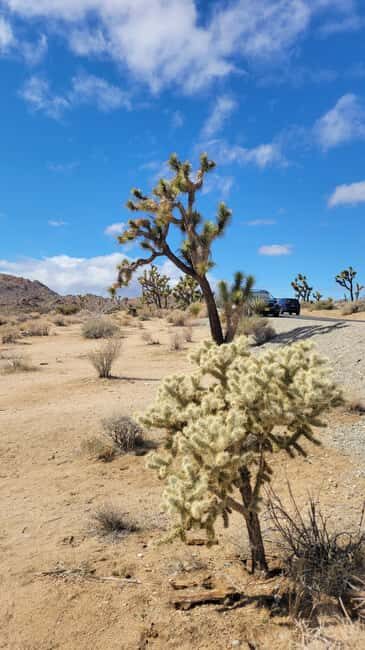 Private tour to Joshua Tree National park from Los Angeles - Why This Tour Is Worthwhile