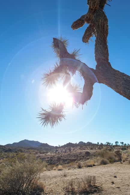 Private tour to Joshua Tree National park from Los Angeles - Who Should Consider This Tour