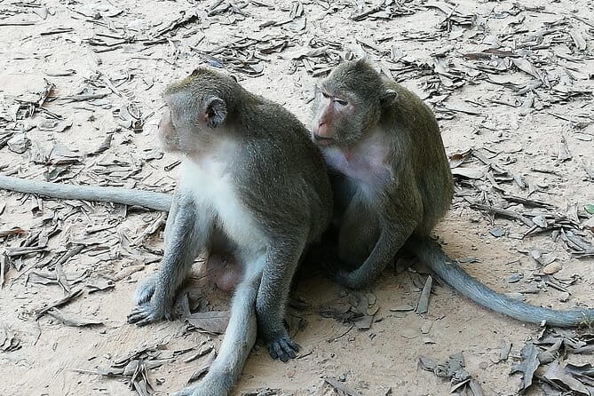 Private Tour to Koh ker and Beng Mealea Temple from Siem Reap - Exploring Cambodia’s Hidden Temples: Koh Ker & Beng Mealea