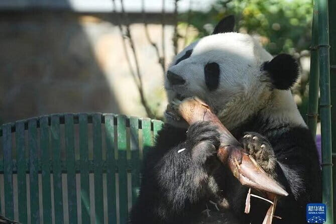 Private Tour to Mutianyu Great Wall and Panda House - A Closer Look at the Itinerary