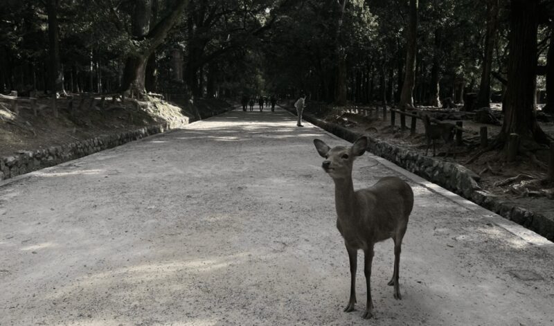 Private tour to Nara and Inari with Spanish-speaking Guide - Key Points