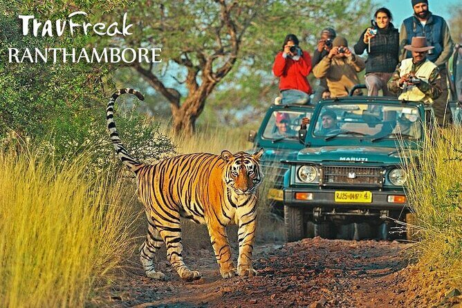 Private Tour to Ranthambore Tiger Reserve from Jaipur - Key Points