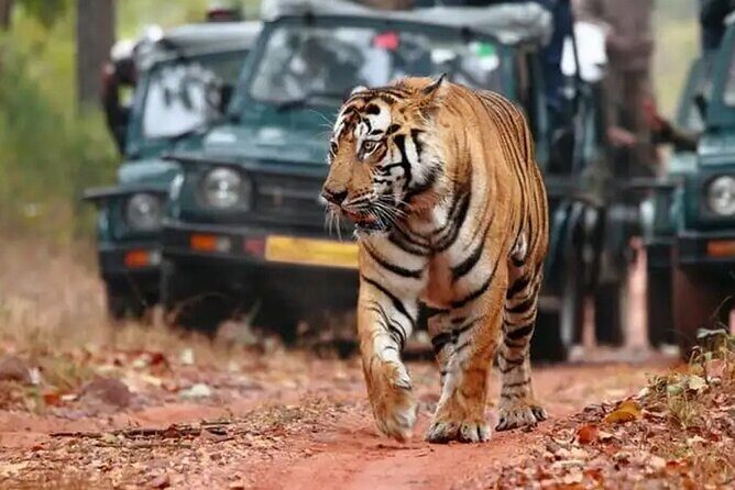 Private Tour to Ranthambore Tiger Reserve from Jaipur - What to Expect from the Jaipur to Ranthambore Tour