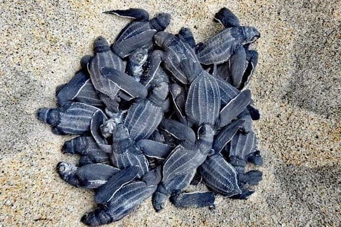 Private tour to release turtles with tickets included - Introduction