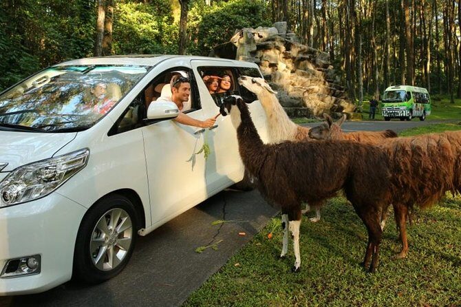Private Tour To Safari Park & Waterfall (From Surabaya/Malang) - Key Points