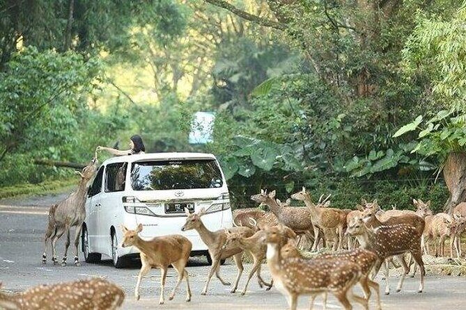 Private Tour To Safari Park & Waterfall (From Surabaya/Malang) - Deep Dive into the Itinerary