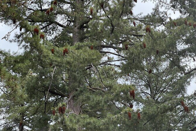 Private Tour to Sequoia and Kings Canyon National Parks - Authentic Experiences and What Travelers Say
