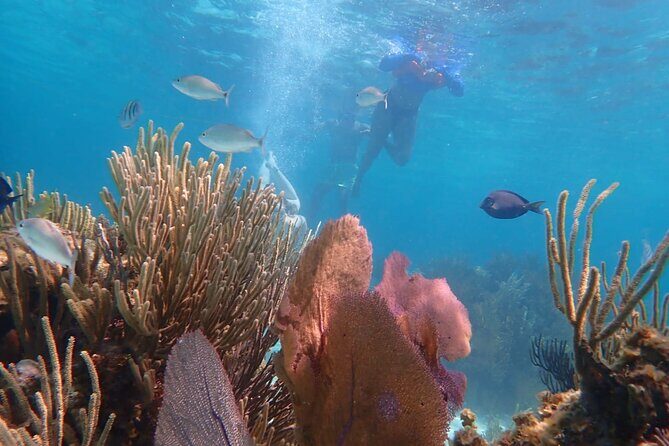 Private Tour to Stingray City & Snorkeling at Coral Gardens - Final Thoughts: Is It Worth It?