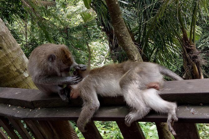 Private Tour to Sumampan Waterfall, Monkey forest, Rice terraces and Swing - Final Thoughts