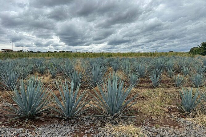 Private Tour to Tequila Distillery and Cantaritos and Celebration - In Closing