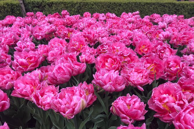Private Tour to the Keukenhof and Tulip Fields - Discovering Keukenhof and Its Surroundings