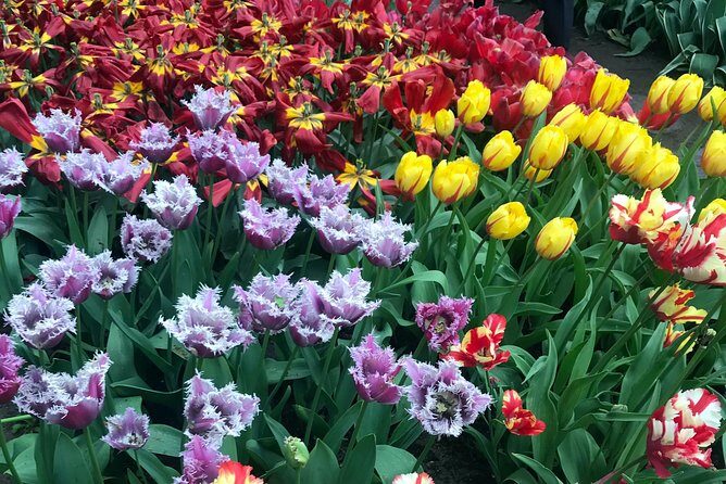 Private Tour to the Keukenhof and Tulip Fields - The Practicalities: What’s Included and What’s Not