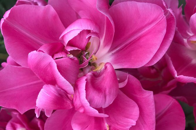 Private Tour to the Keukenhof and Tulip Fields - What the Reviews Say