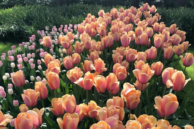Private Tour to the Keukenhof and Tulip Fields - Final Thoughts