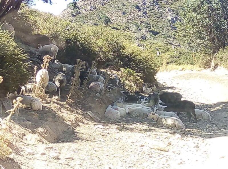 Private Tour to The White Mountains & Samaria from Above - Frequently Asked Questions