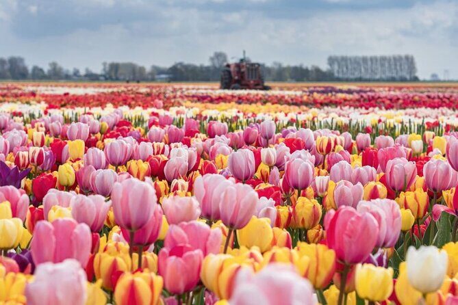 Private Tour to Tulips, Keukenhof, Windmills & Cheese Farm - Introduction