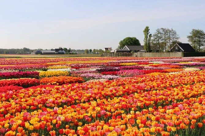 Private Tour to Tulips, Keukenhof, Windmills & Cheese Farm - A Deep Dive into the Experience