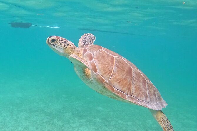 Private Tour to Tulum and Swimming with Turtles in Akumal - FAQs