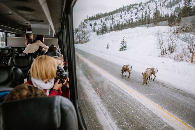 Private Tour Transportation Driver Guide of Banff! - A Relaxed Yet Comprehensive Day in the Rockies