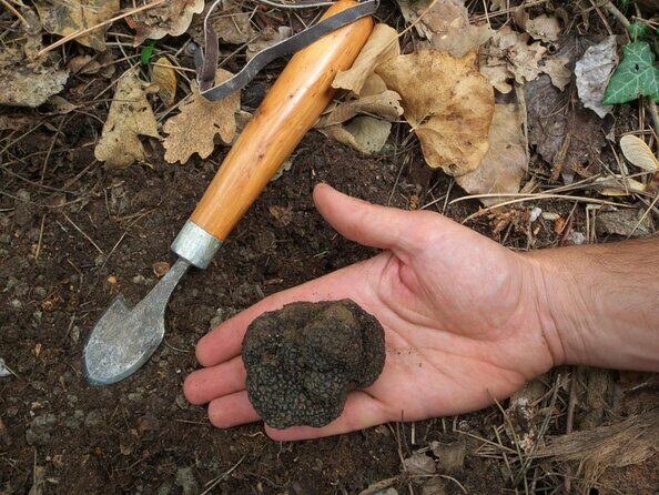 Private Tour: Truffle-Hunting Experience from Sorrento with Lunch - Key Points