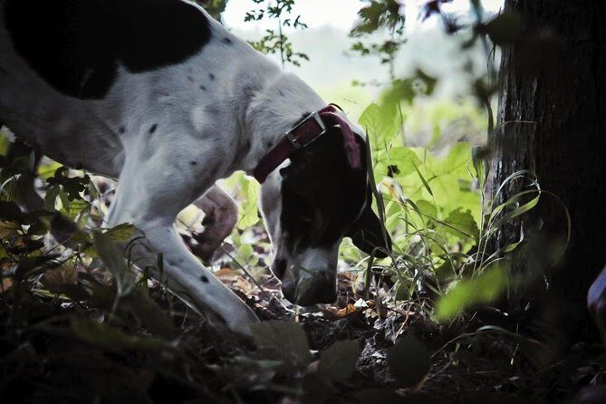 Private Tour: Truffle-Hunting Experience from Sorrento with Lunch - An In-Depth Look at the Truffle-Hunting Tour