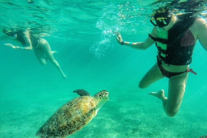 Private Tour: Turtle Swim & Underground Cenote - Key Points