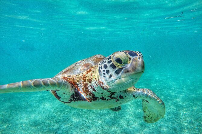 Private Tour: Turtle Swim & Underground Cenote - The Practicalities and Details