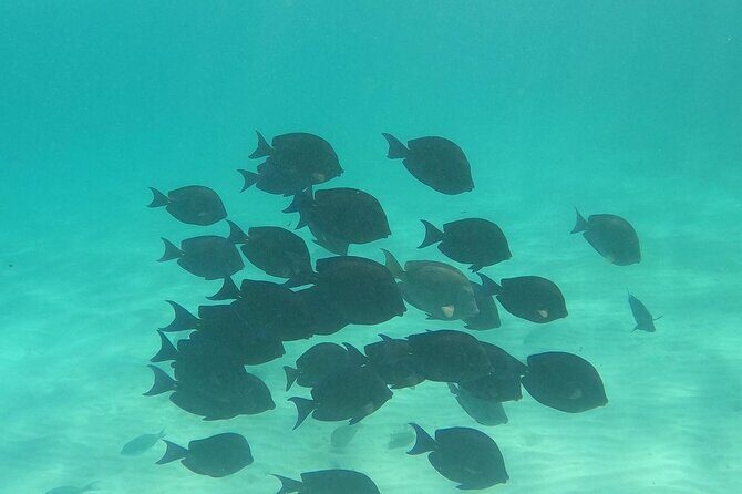 Private Tour: Turtle Swim & Underground Cenote - Who Will Love This Tour?