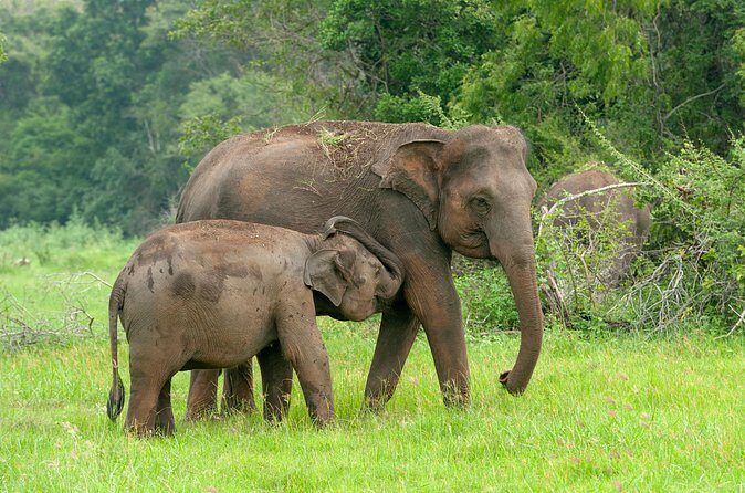 Private Tour: Udawalawe National Park Safari - Final Thoughts