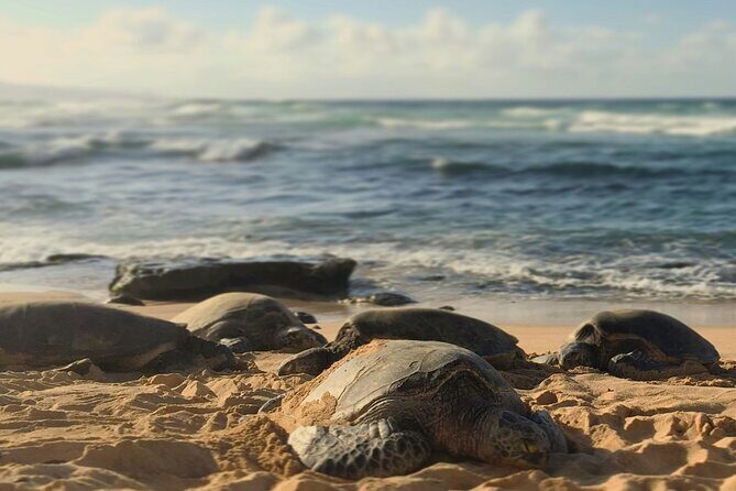 PRIVATE TOUR-Ultimate North Shore Experience - The Sum Up: Who Should Consider This Tour?