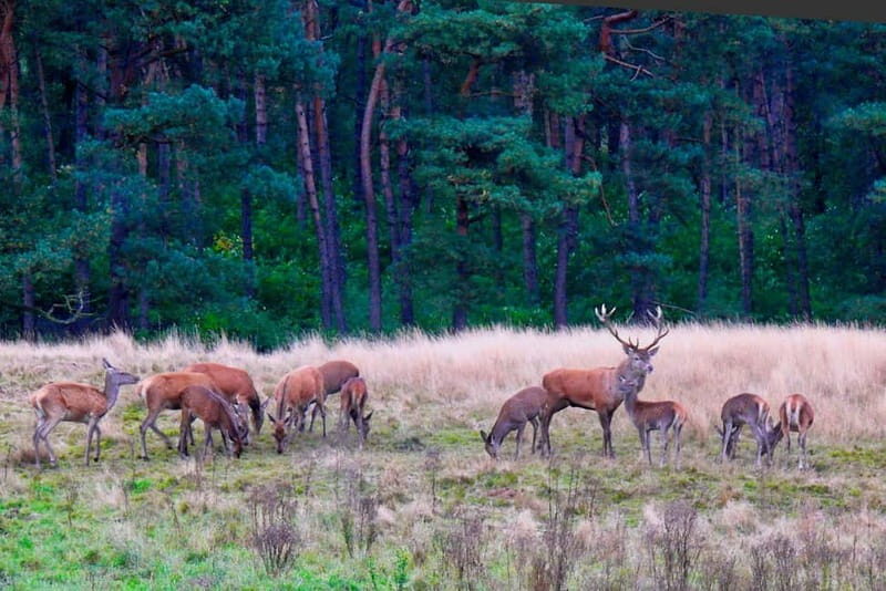 Private Tour Veluwe National Park and Kröller Müller Museum - Key Points