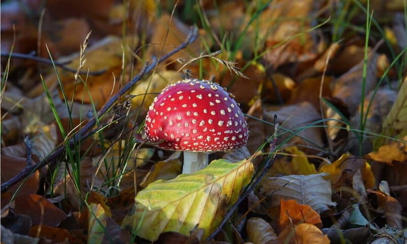 Private Tour Veluwe National Park and Kröller Müller Museum - FAQs