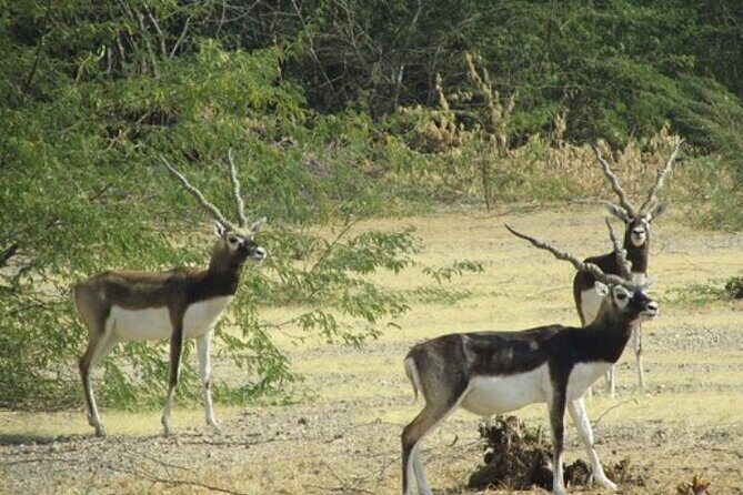 Private Tour: Village Safari Half-Day Tour In Jodhpur - The Itinerary in Depth