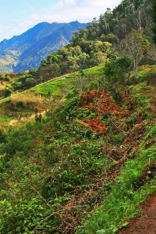 Private Tour VIP - Why Choose a Private VIP Tour in Madeira?