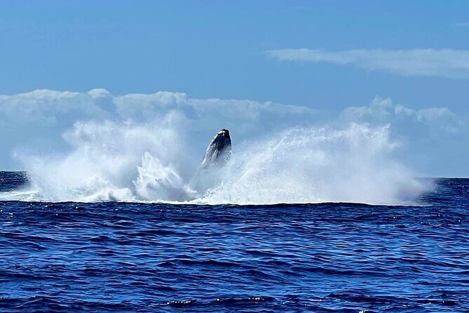Private tour whale watching and snorkeling in Moorea - The Value of a Private Tour