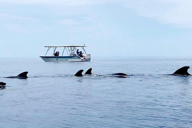 Private tour whale watching and snorkeling in Moorea - The Real Deals: Benefits and Considerations