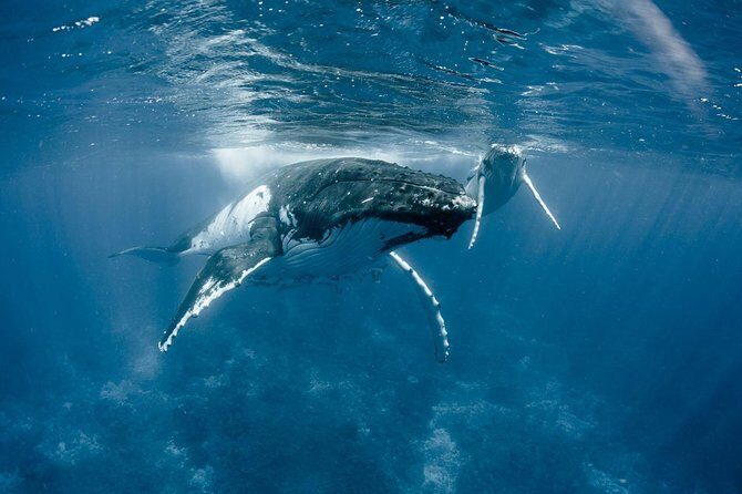 Private Tour Whale Watching BORA-BORA - Key Points