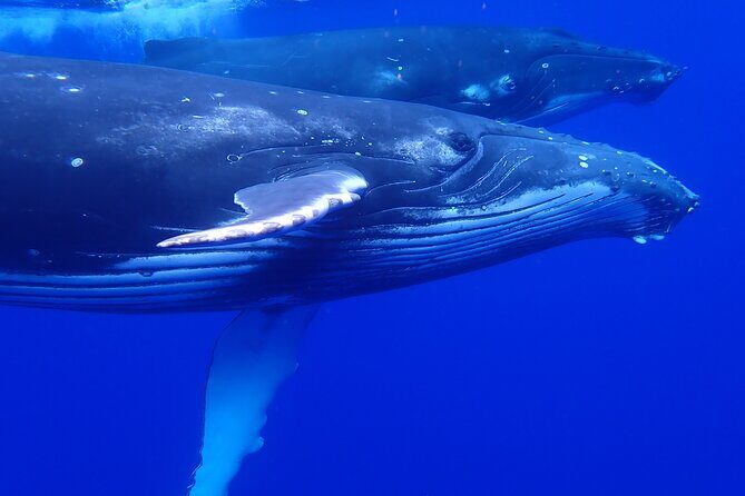 Private Tour Whale Watching - Half Day - Authentic Experiences and Real-World Feedback