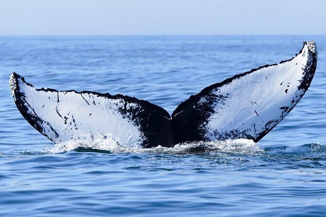 Private Tour Whale Watching - Half Day - Frequently Asked Questions
