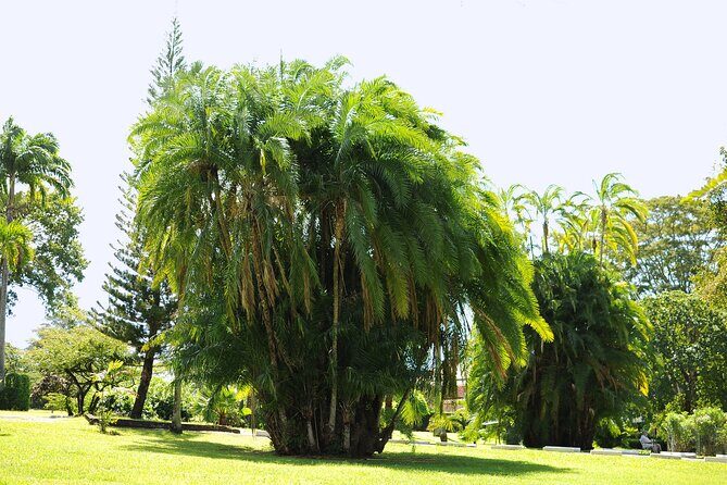Private Tour with Botanical Gardens, Trafalgar Falls&Morne Bruce - Exploring Dominica’s Natural and Cultural Gems