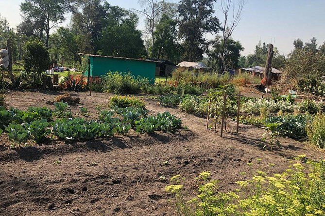 Private Tour: Xochimilco, Coyoacan and Frida Kahlo Museum. - Logistics and Practical Considerations