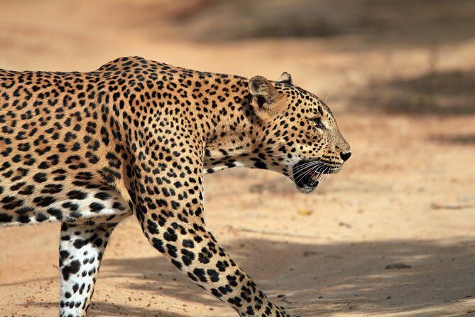 Private Tour : YALA National Park with Experienced Driver/Guide - An In-Depth Look at the Yala National Park PRIVATE Tour