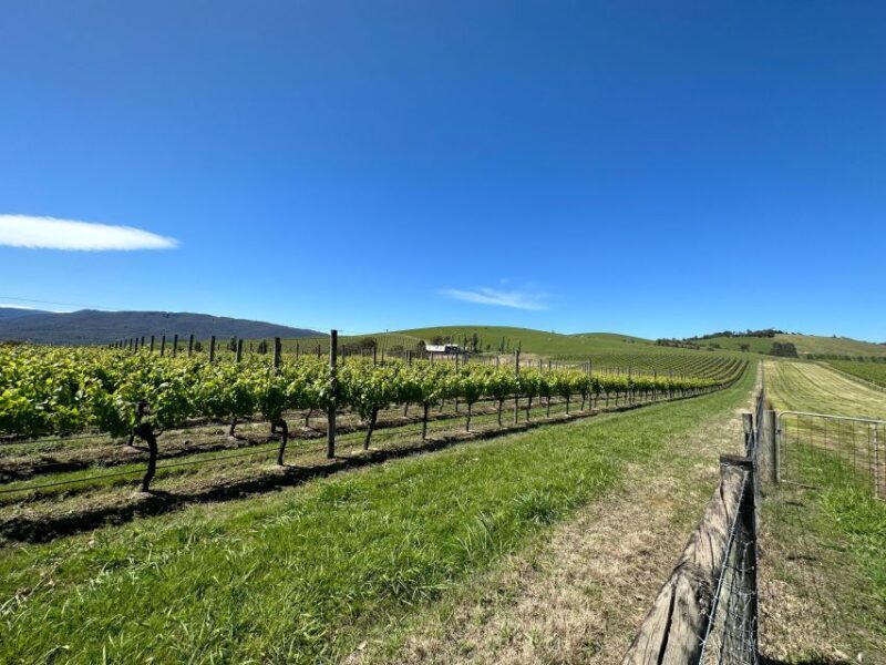 Private Tour: Yarra Valley Wine, Cheese, Gin & Chocolatrie - The Itinerary: What to Expect
