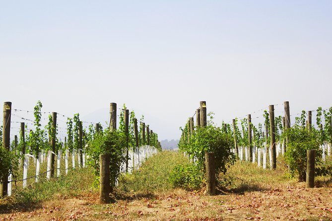 Private Tour: Yarra Valley Wineries with Wine Tastings - A Deep Dive into the Experience