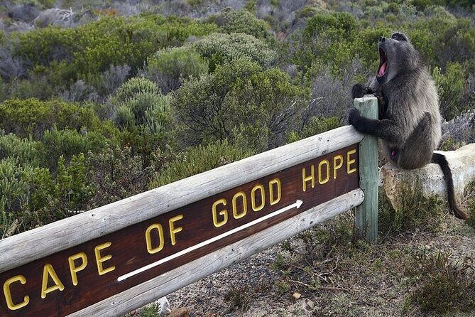 Private Tour:Cape of Good Hop>Seal island>Chapmanspeak &Penguins - Hout Bay and Seal Island: Wildlife and Local Life