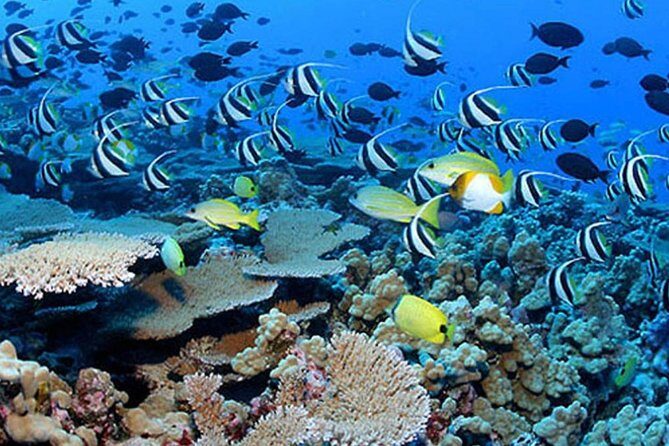 Private Tours Beach Entry - Sea Scooters Guided with videos - FAQ Section