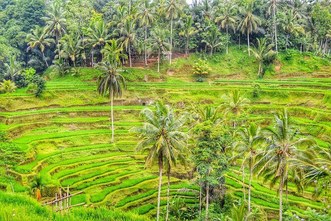 Private Tours : Highlight Ubud and Batur Volcano All Inclusive - An In-Depth Look at the Tour Experience